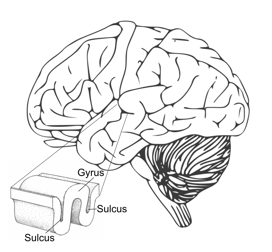 Brain folding influences whether people with schizophrenia experience ...